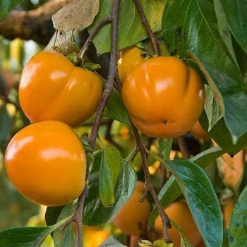 How to Care for Fuyu Persimmons: A Complete Growing Guide – Ardent Gardeners