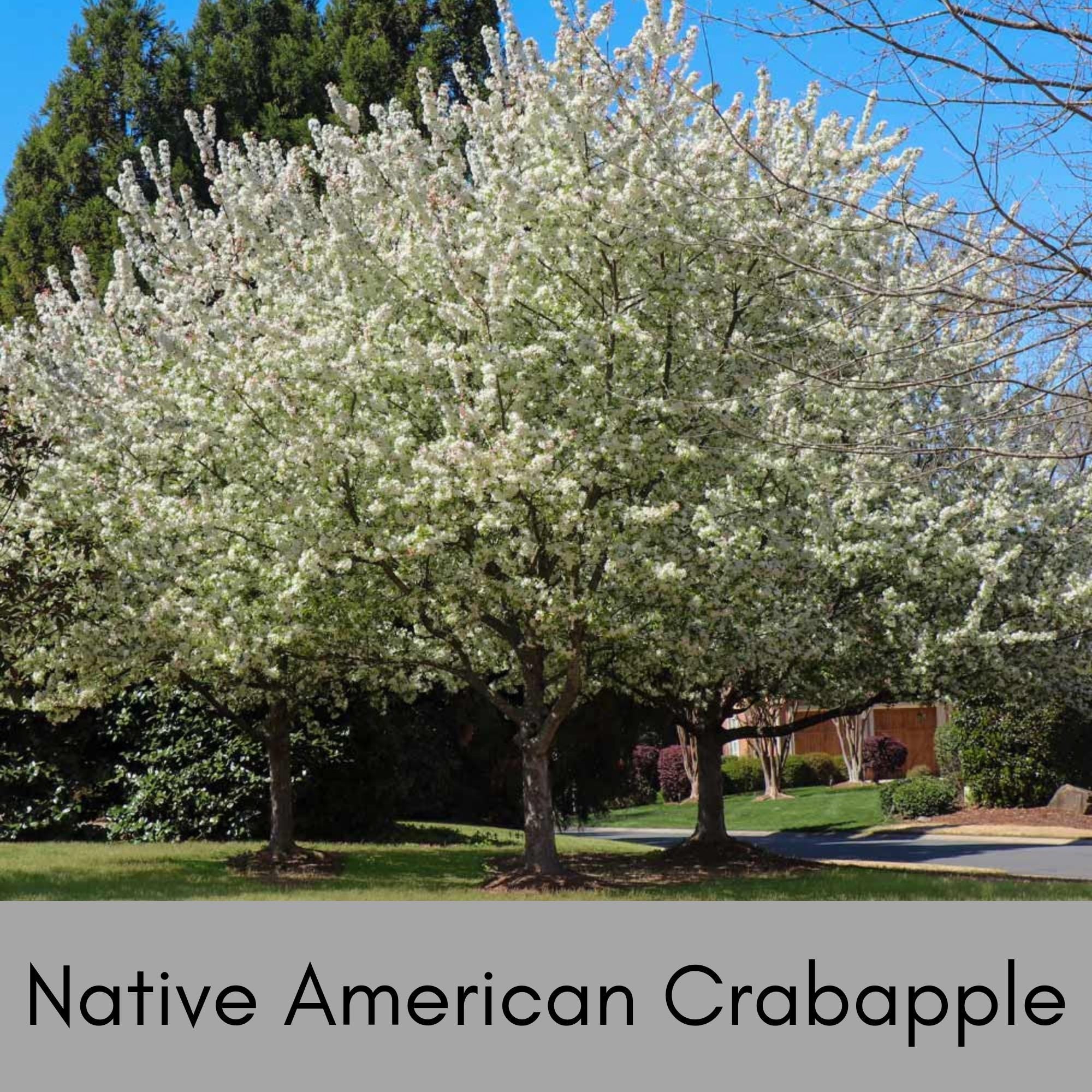 Flowering Trees for Sale – Spring & Summer Blooming Trees for Every La ...