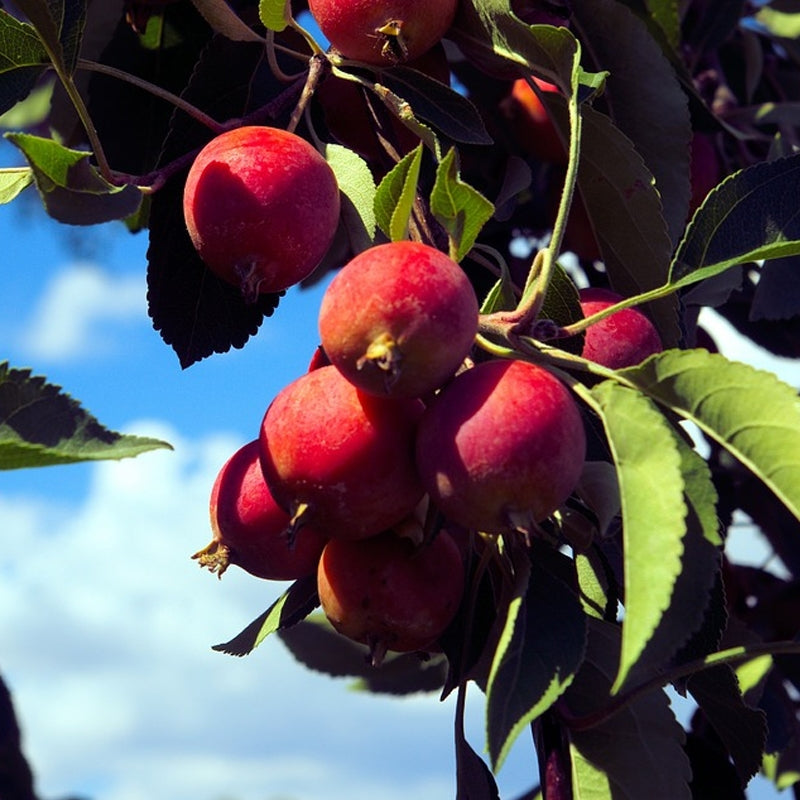 Dolgo Crabapple (Malus ‘Dolgo’) | Hardy Fruiting Crabapple Tree ...