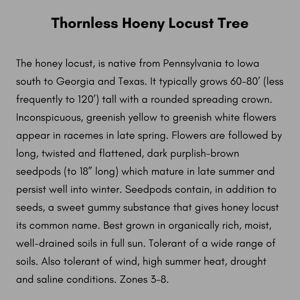 Thornless Honey Locust Tree, Perfect for Native Plant Landscapes, Seed ...