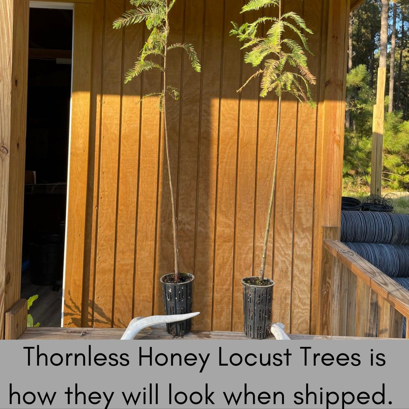 Thornless Honey Locust Tree, Perfect for Native Plant Landscapes, Seed ...