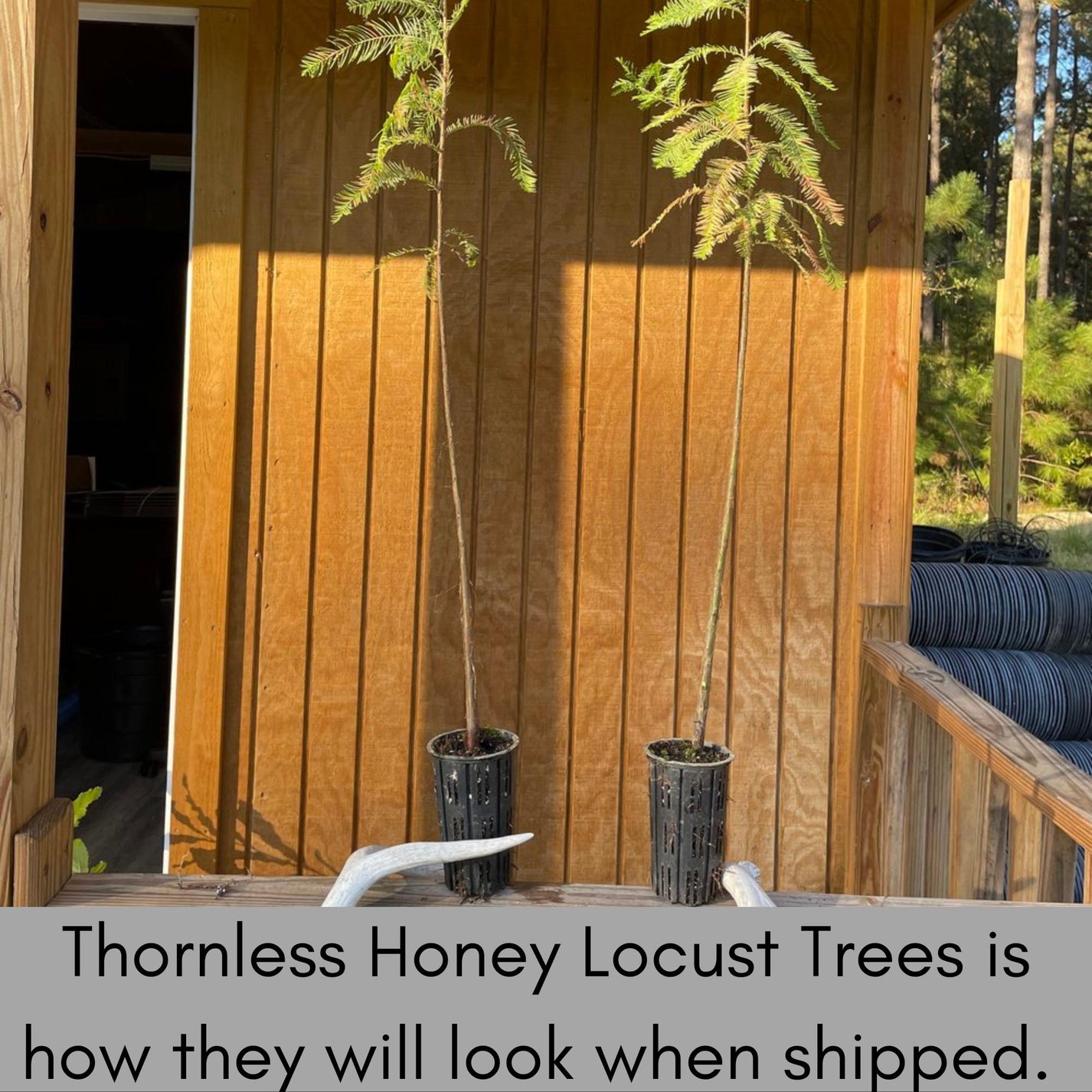 Thornless Honey Locust Tree – Ardent Gardeners