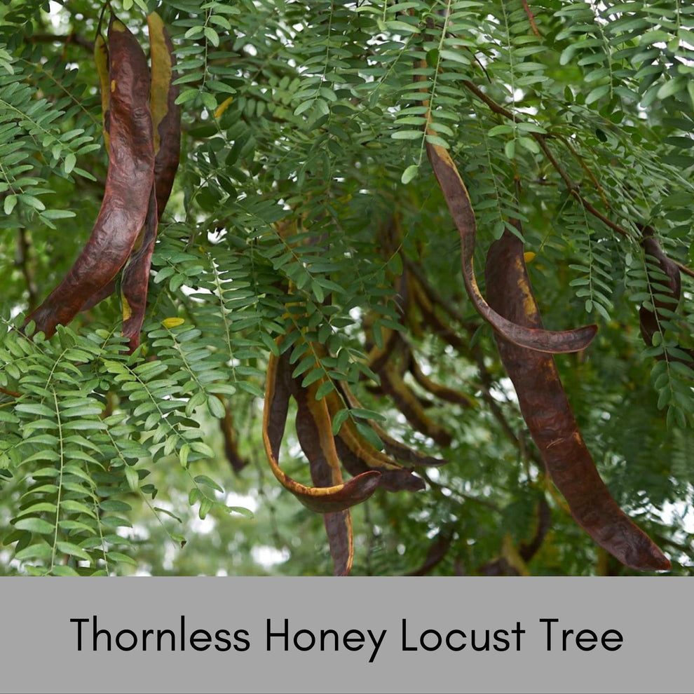 Thornless Honey Locust Tree, Perfect for Native Plant Landscapes, Seed ...