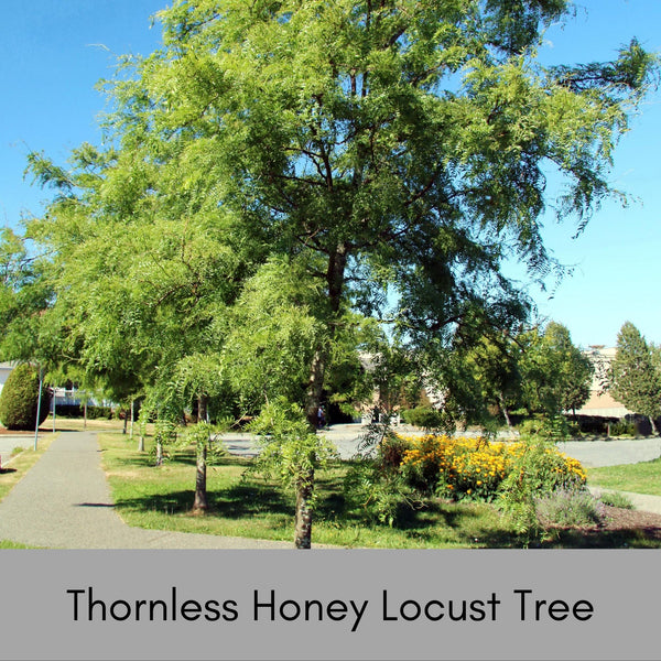 Thornless Honey Locust Tree, Perfect for Native Plant Landscapes, Seed ...