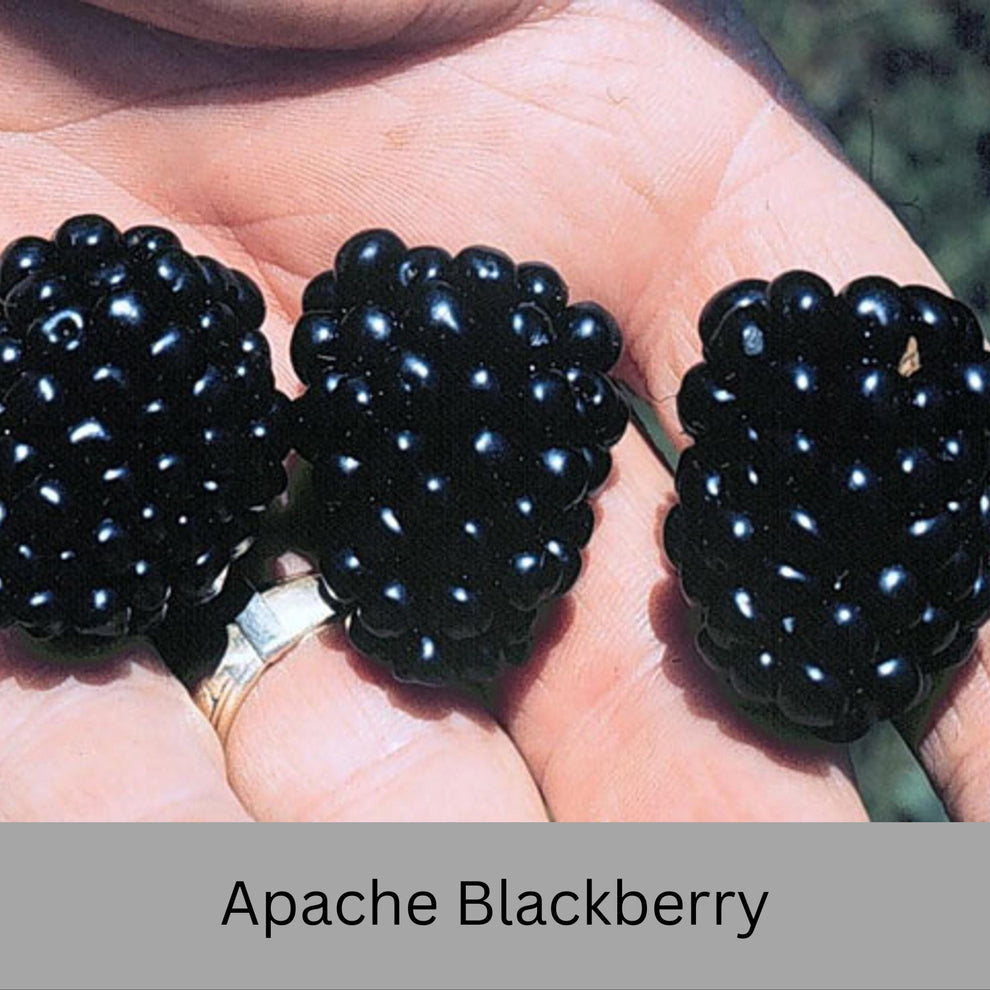 Blackberry Plants - Apache, Natchez, and Triple Crown Varieties ...