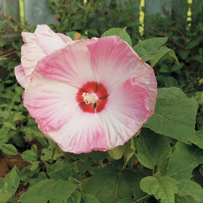 Luna Pink Swirl Hibiscus (Hibiscus moscheutos 'Luna Pink Swirl ...